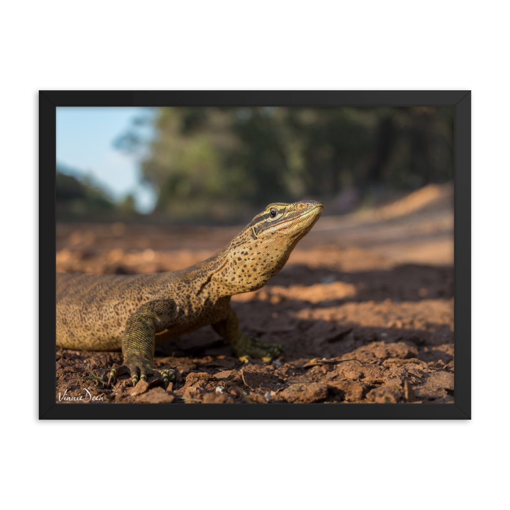 Sand Goanna – Enter The Wild